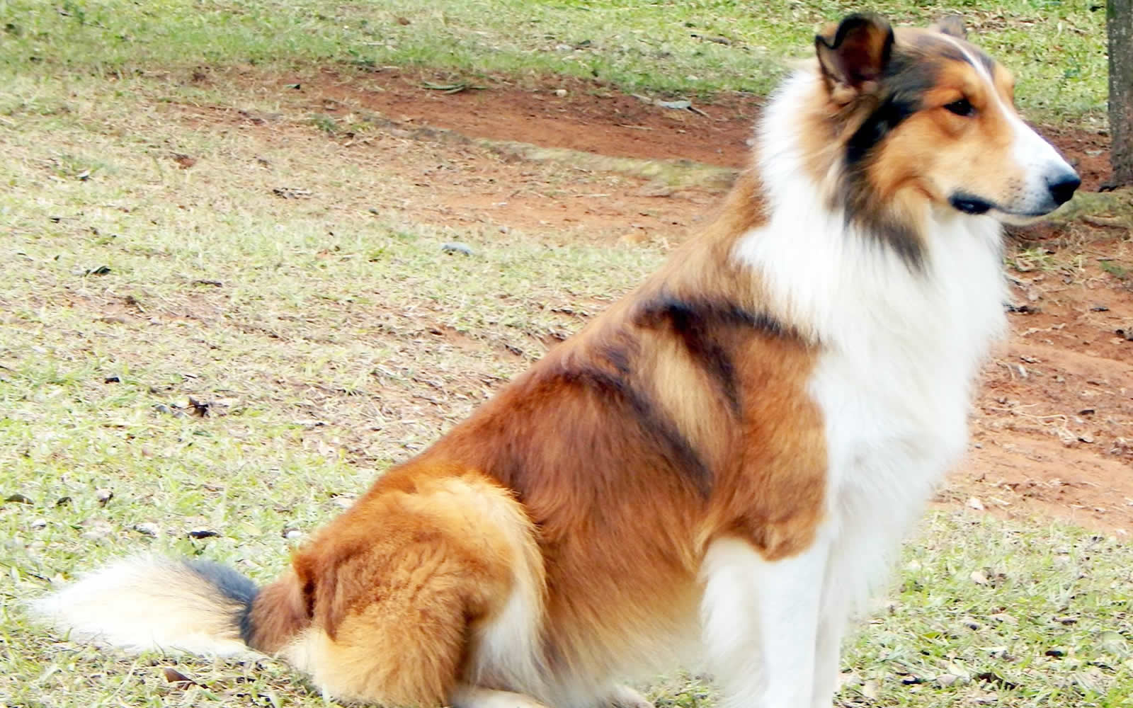 Conheça as 6 raças de cachorros brasileiros - Canal Mezcla