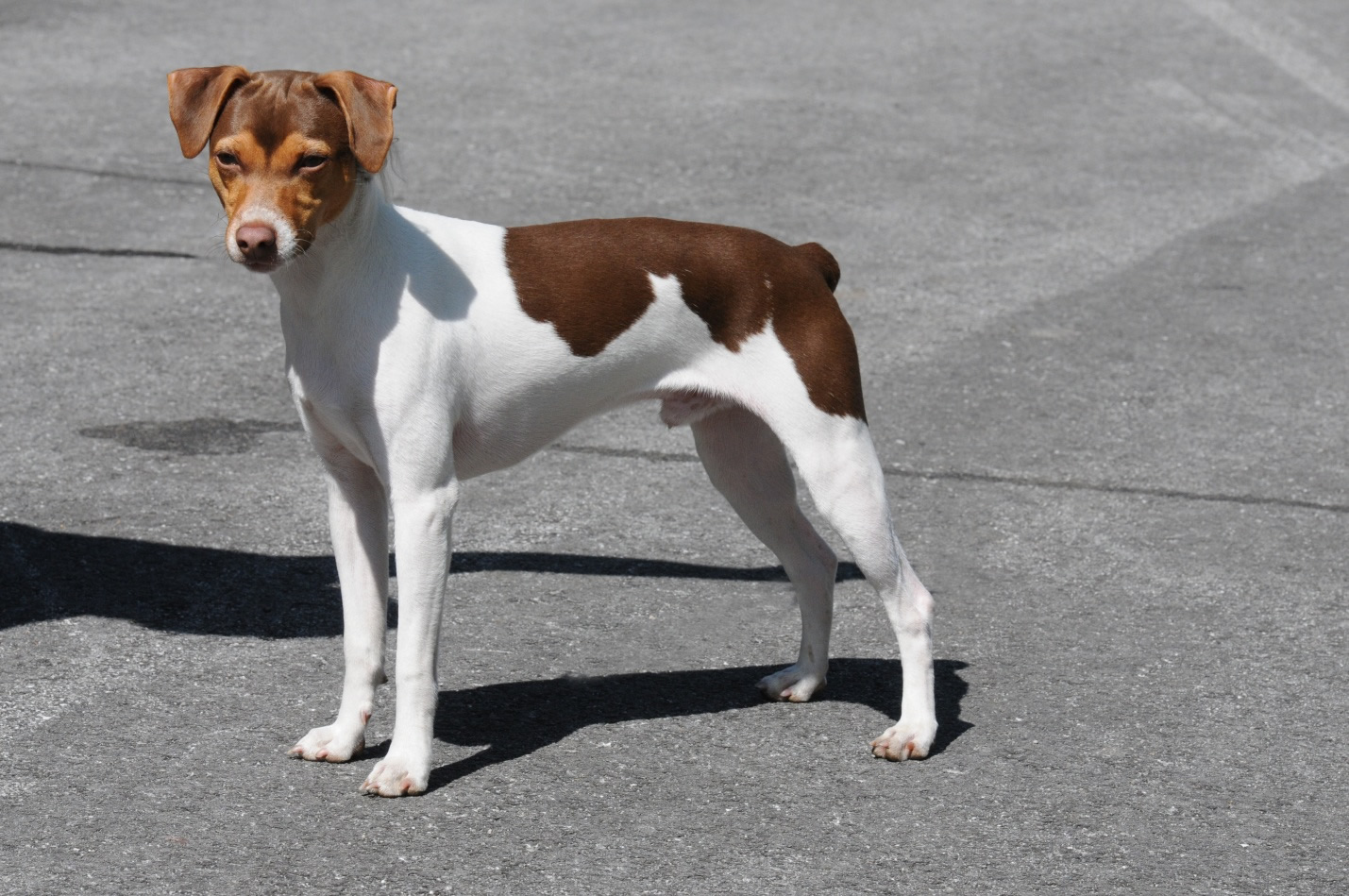 Conheça as 6 raças de cachorros brasileiros - Canal Mezcla