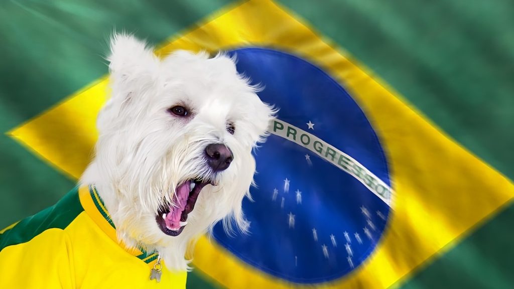 Conheça as 6 raças de cachorros brasileiros - Canal Mezcla